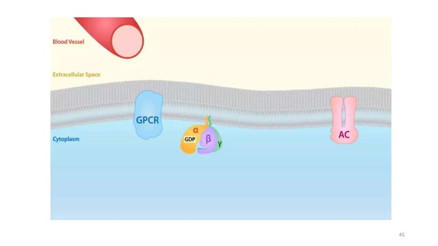 2.DRUG RECEPTORS.pptx