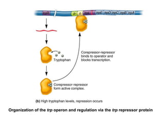2. Tryptophan operon.ppt