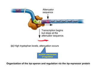 2. Tryptophan operon.ppt