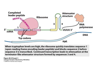 2. Tryptophan operon.ppt