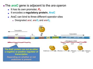 2. Tryptophan operon.ppt