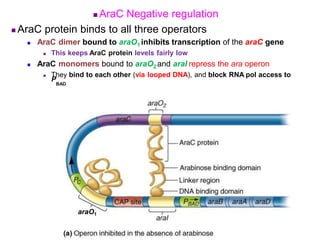 2. Tryptophan operon.ppt