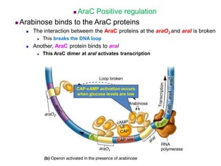 2. Tryptophan operon.ppt