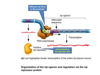 2. Tryptophan operon.ppt