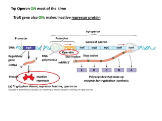 2. Tryptophan operon.ppt