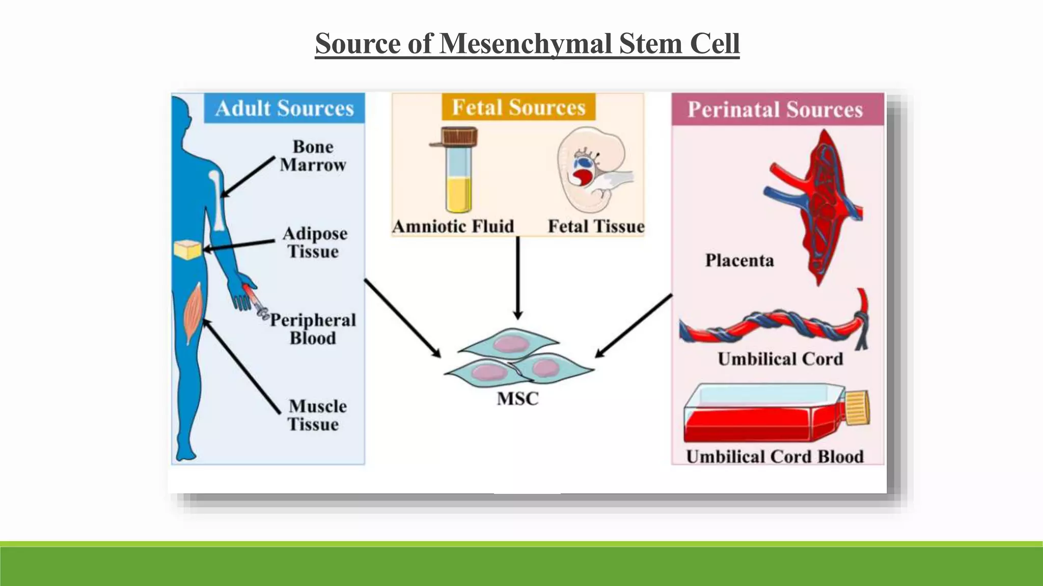 MSC cell therapy in Organ Transplantation | PPTX