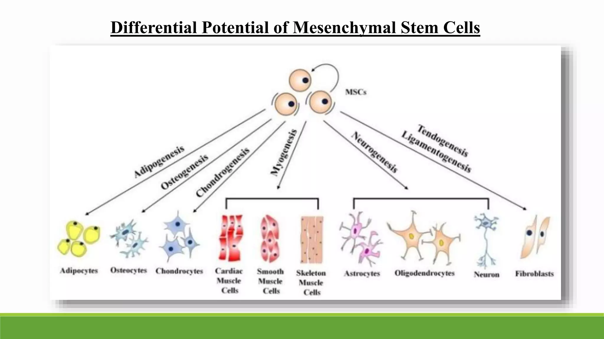 MSC cell therapy in Organ Transplantation | PPTX