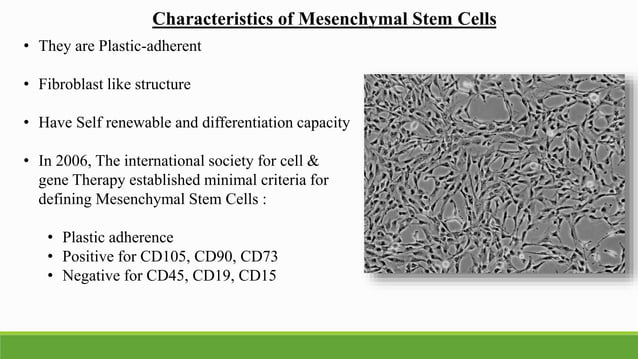 MSC cell therapy in Organ Transplantation | PPT