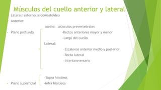 2. MUSCULOS DEL CUELLO ANTERIOR Y LATERAL.pptx