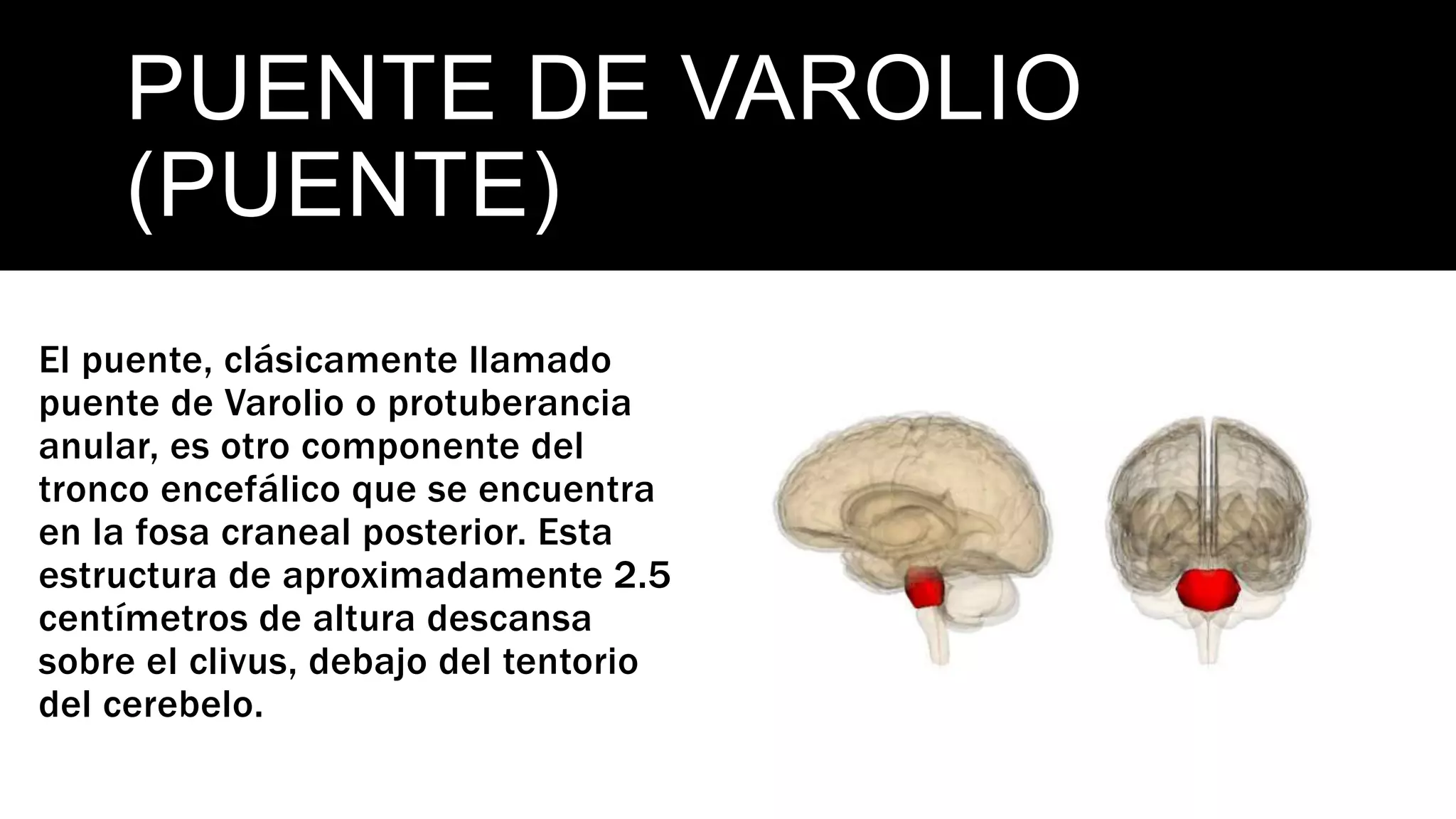 Anatomía Del Puente De Varolio Sistema Nervioso Central Wikipedia,
