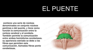 2.5 Puente de Varolio.pptx