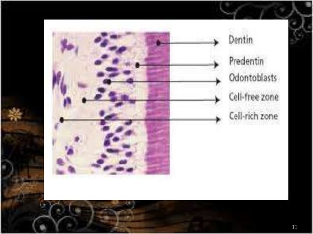 2 Dentin Pptx