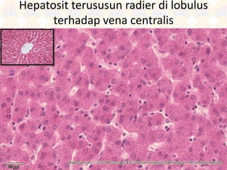 2. Praktikum Histologi Sistem Pencernaan 5Okt2021.pdf
