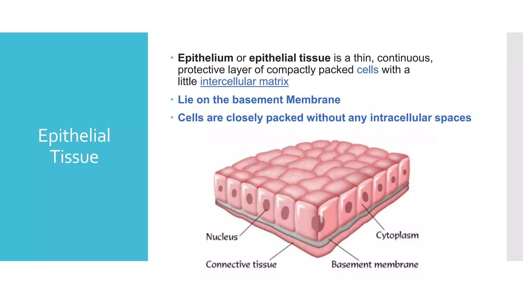 2. ANATMOY - TISSUES.pptx