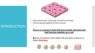 2. ANATMOY - TISSUES.pptx