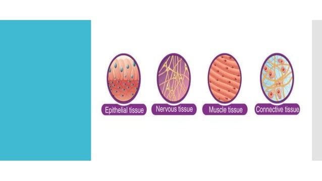 2. ANATMOY - TISSUES.pptx