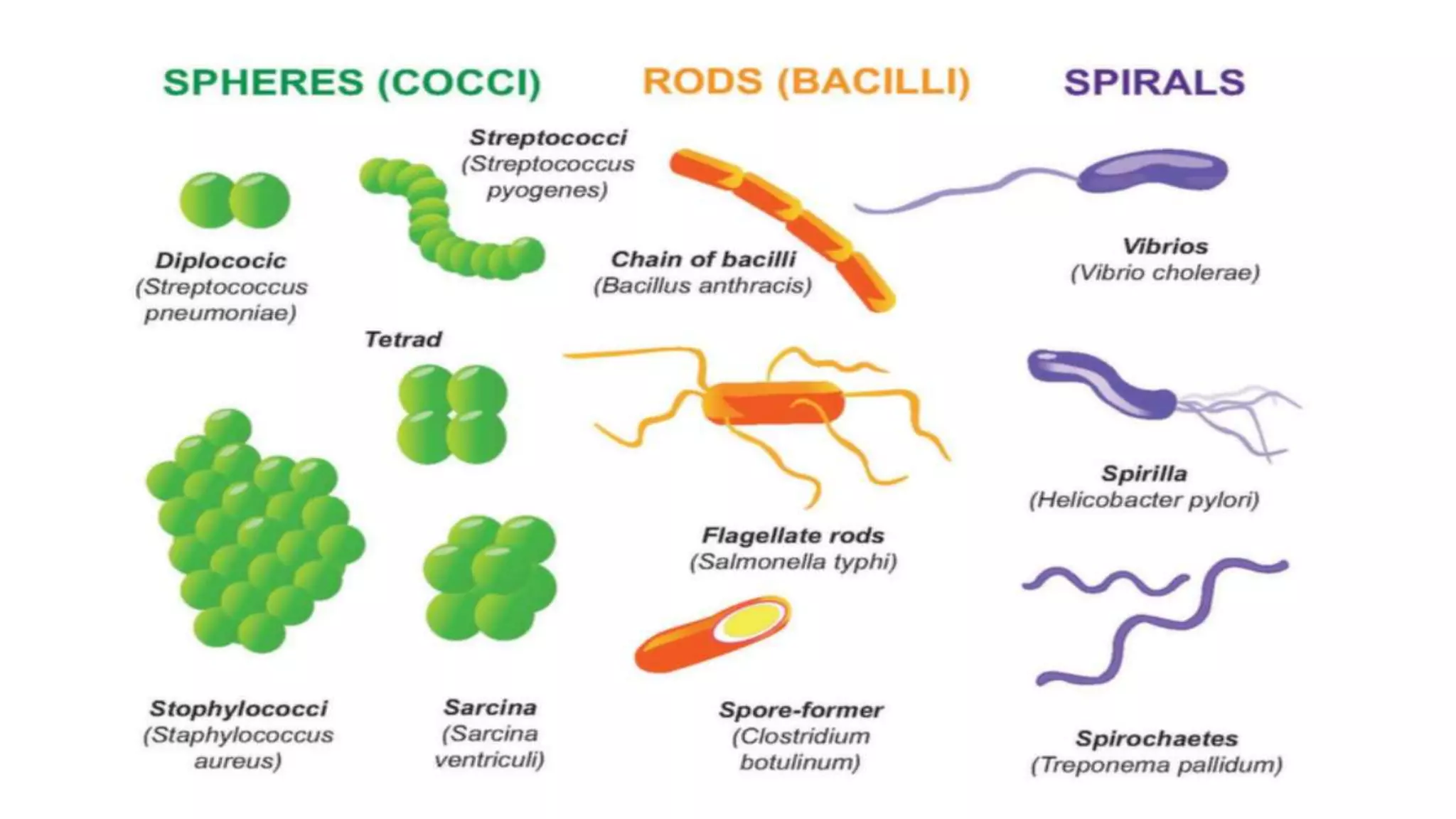 2. General characteristics of microbes (Microbiology) | PPTX