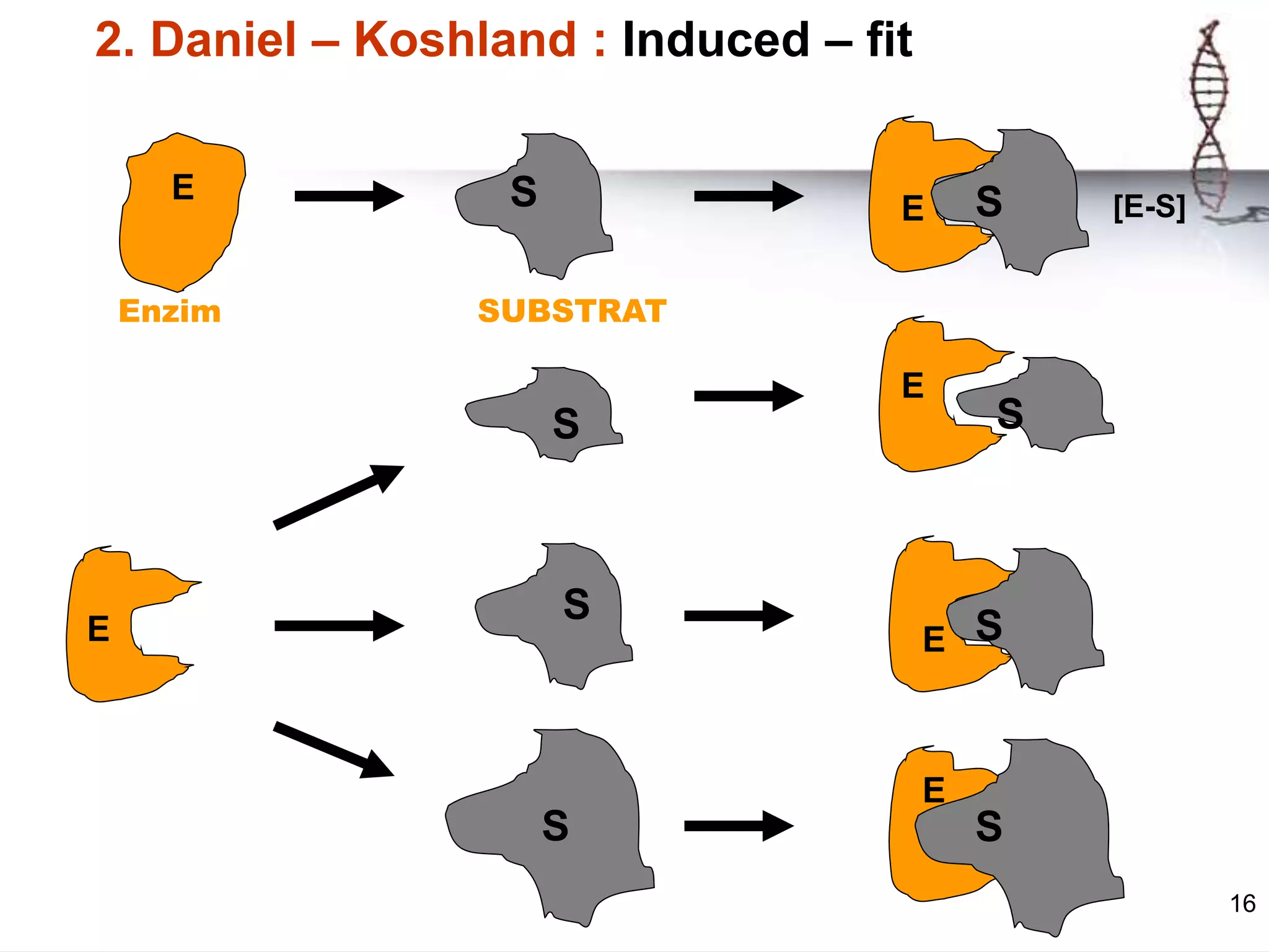 2. ENZIM_DAN_KOENZIM_pptx.pptx