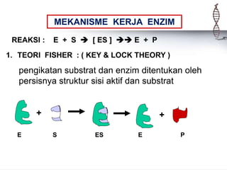 2. ENZIM_DAN_KOENZIM_pptx.pptx