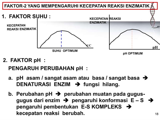 2. ENZIM_DAN_KOENZIM_pptx.pptx