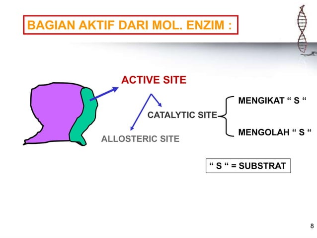 2. ENZIM_DAN_KOENZIM_pptx.pptx