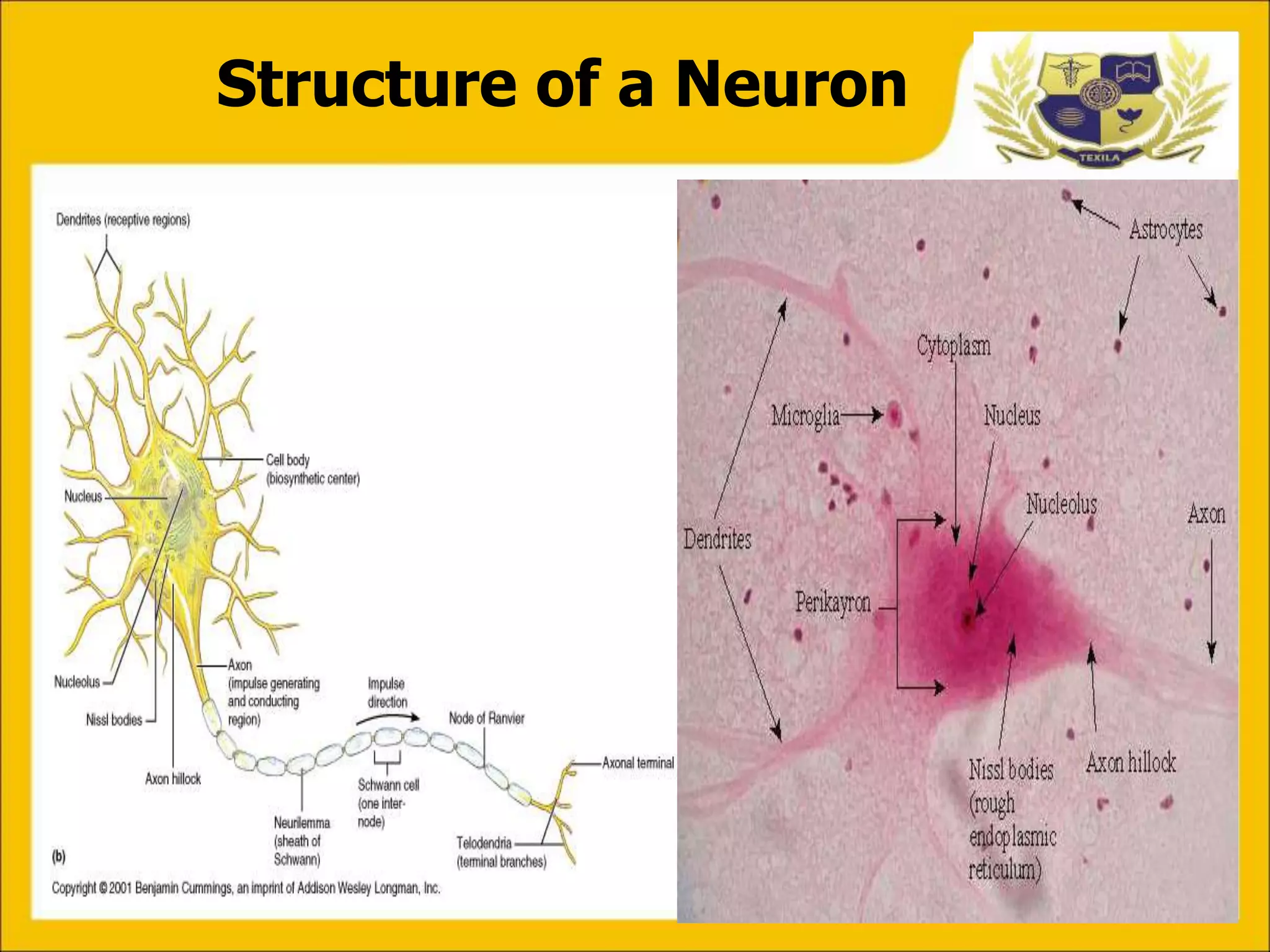 2. Neuron Neuroglia (1).ppt