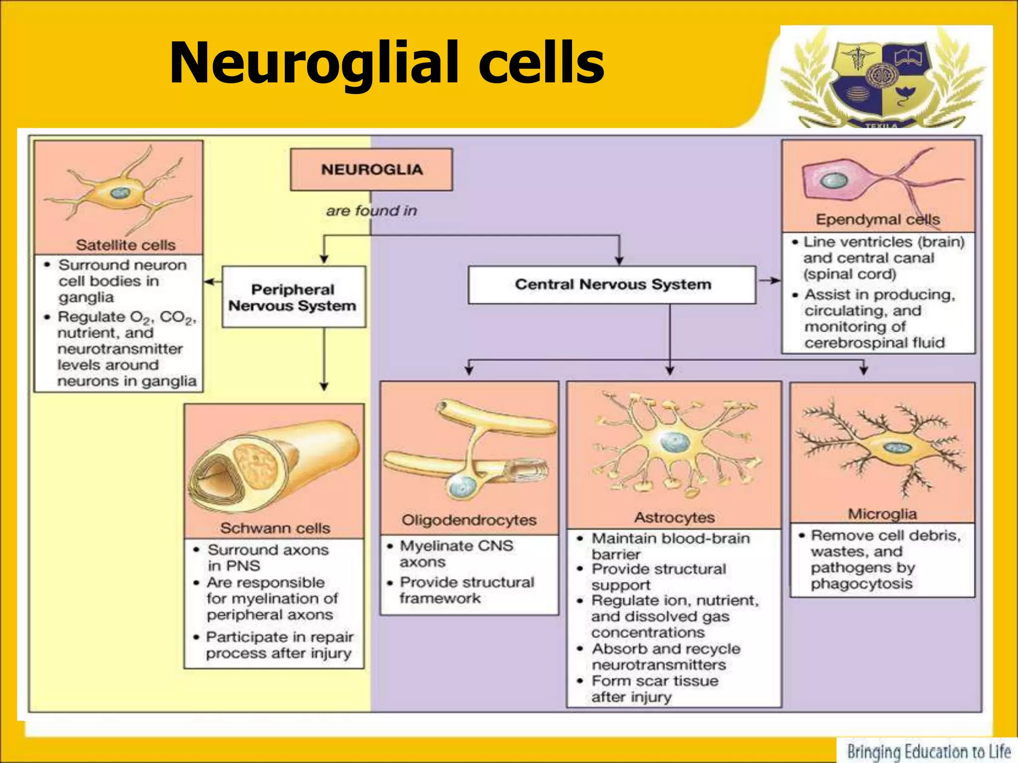 2. Neuron Neuroglia (1).ppt