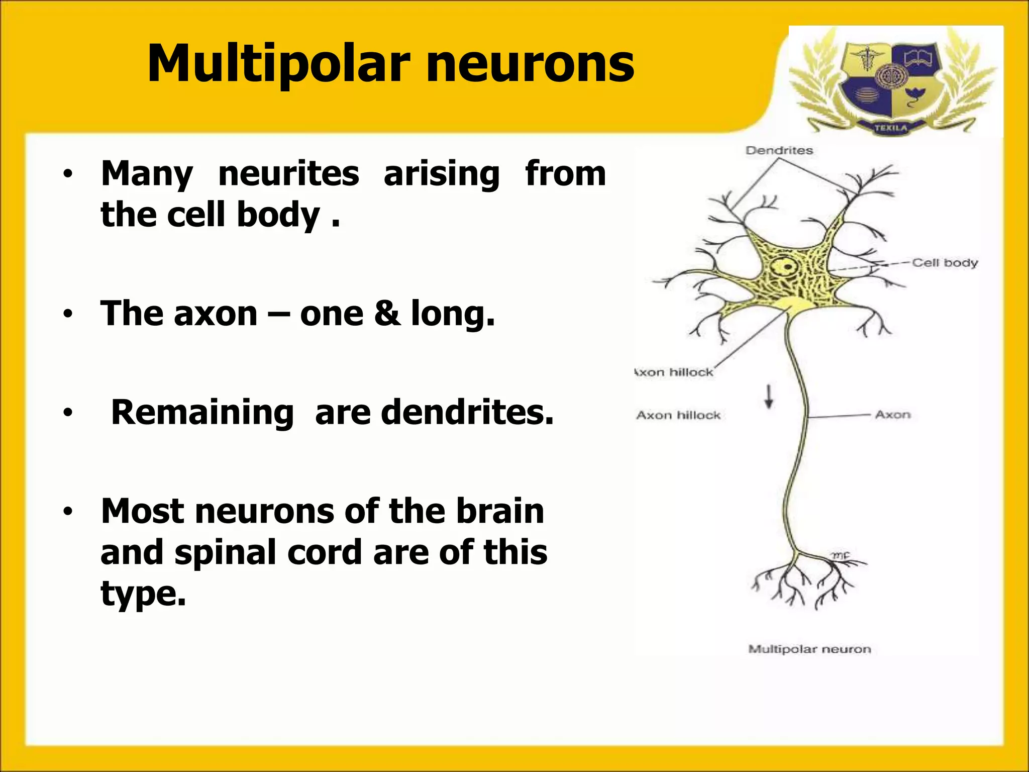 2. Neuron Neuroglia (1).ppt