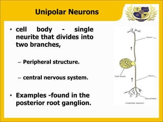 2. Neuron Neuroglia (1).ppt