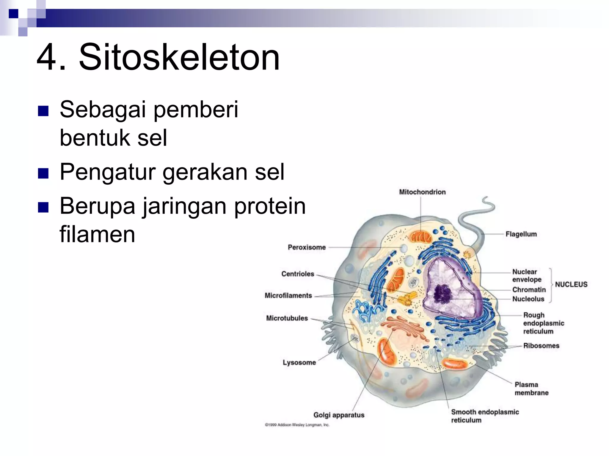 STRUKTUR DAN FUNGSI SEL-ppt.ppt