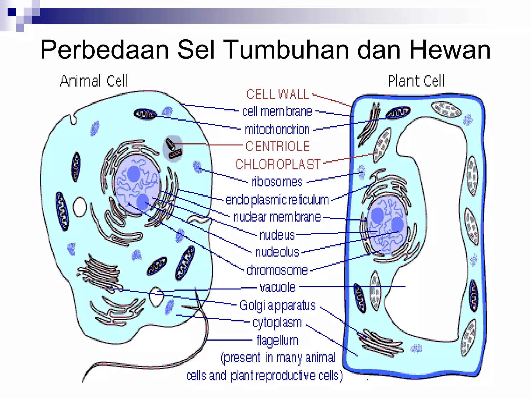 STRUKTUR DAN FUNGSI SEL-ppt.ppt