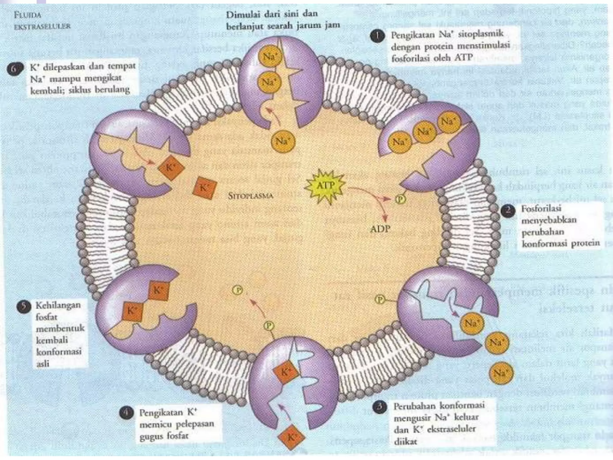 STRUKTUR DAN FUNGSI SEL-ppt.ppt