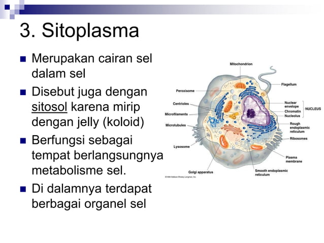 STRUKTUR DAN FUNGSI SEL-ppt.ppt