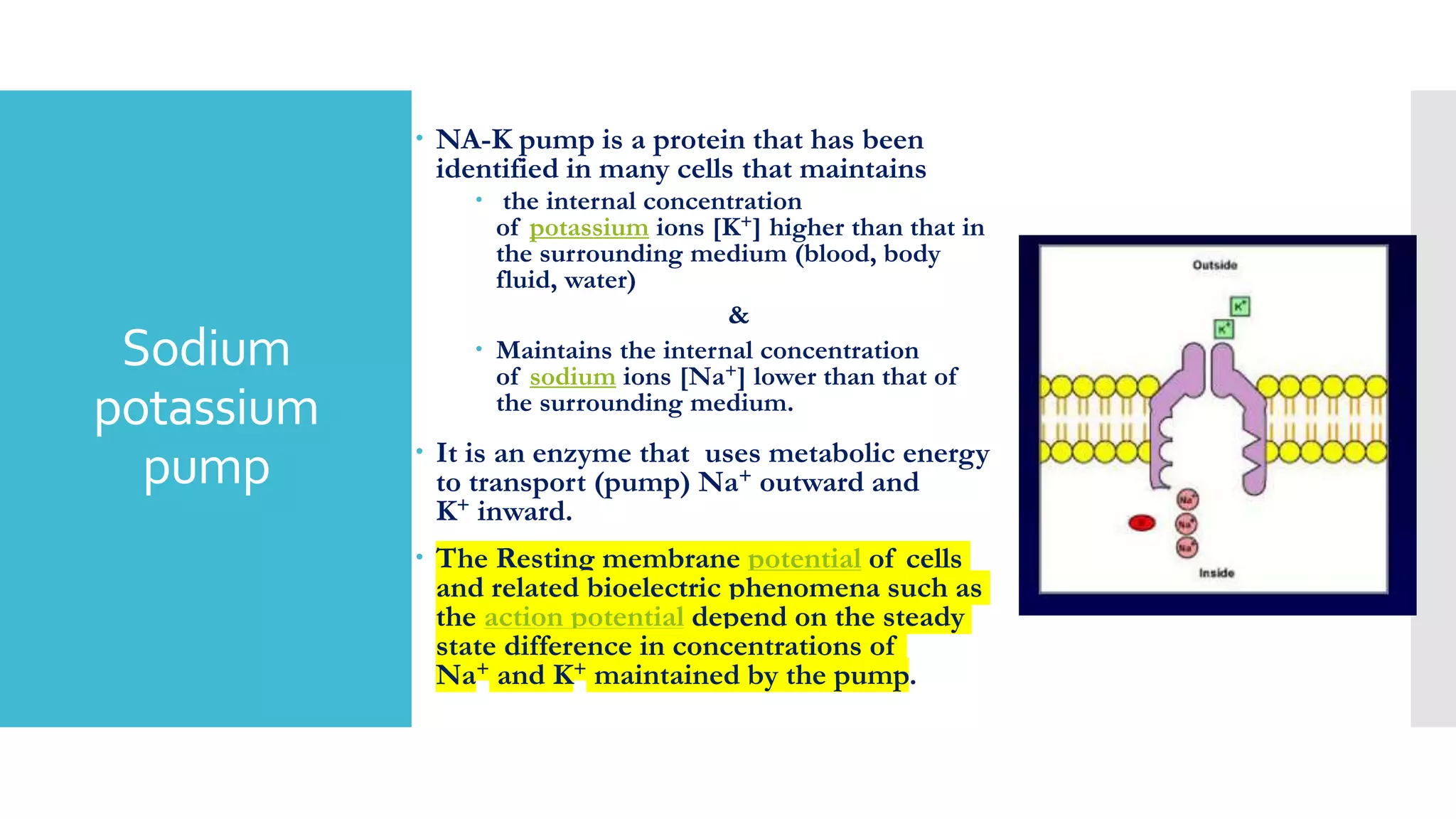 2. BIOPHYSICS – Membrane Potentials and Action Potential.pptx