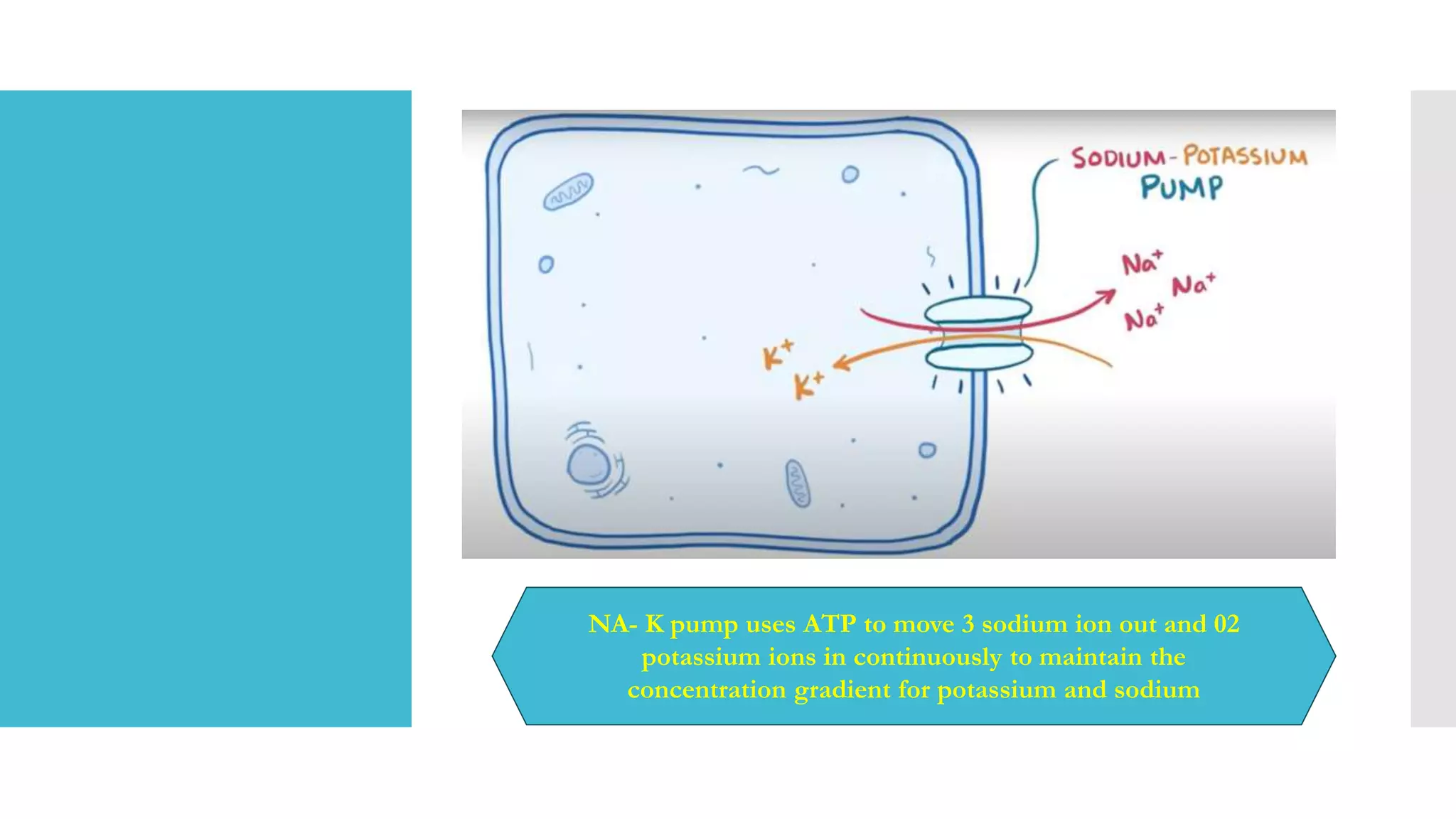 2. BIOPHYSICS – Membrane Potentials and Action Potential.pptx