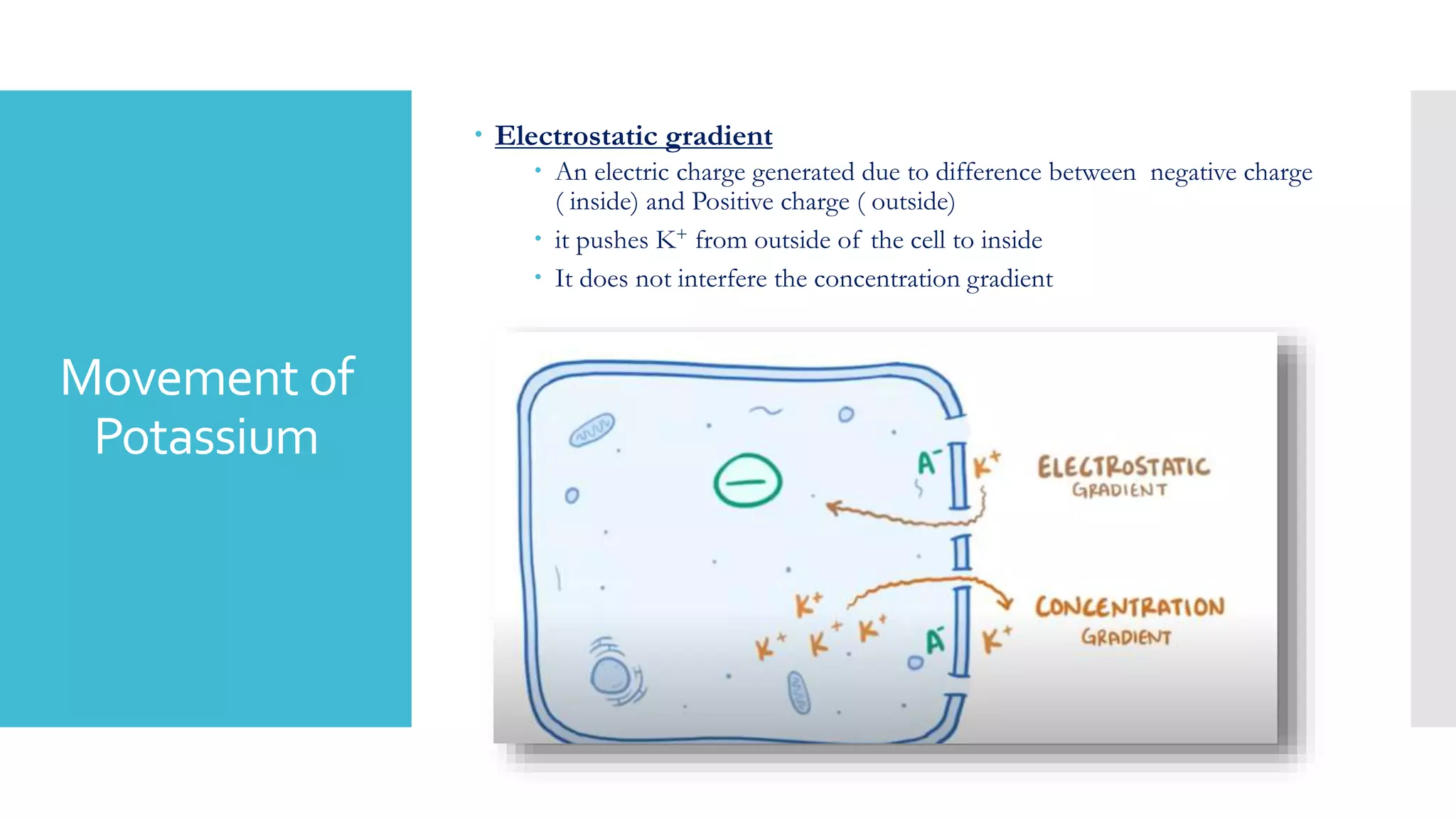 2. BIOPHYSICS – Membrane Potentials and Action Potential.pptx