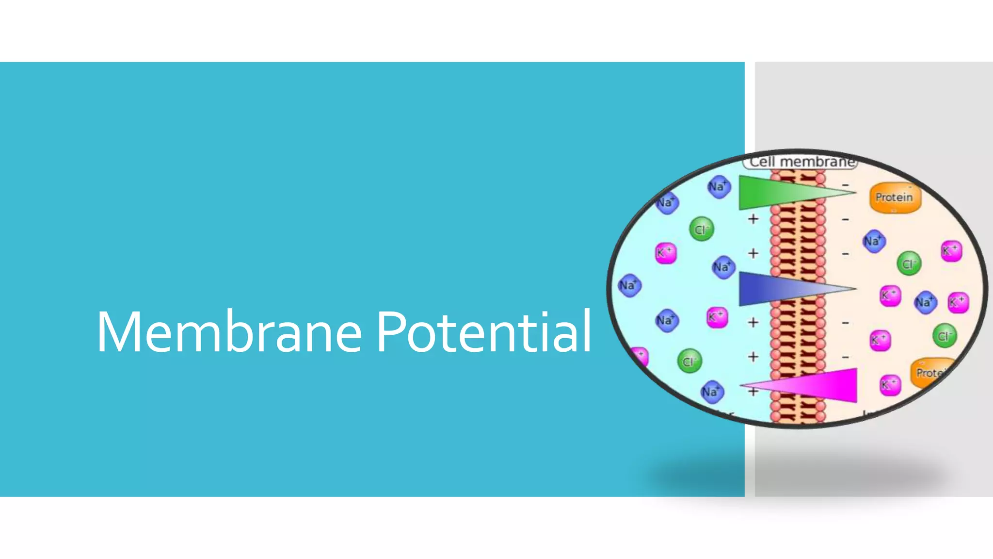 2. BIOPHYSICS – Membrane Potentials and Action Potential.pptx