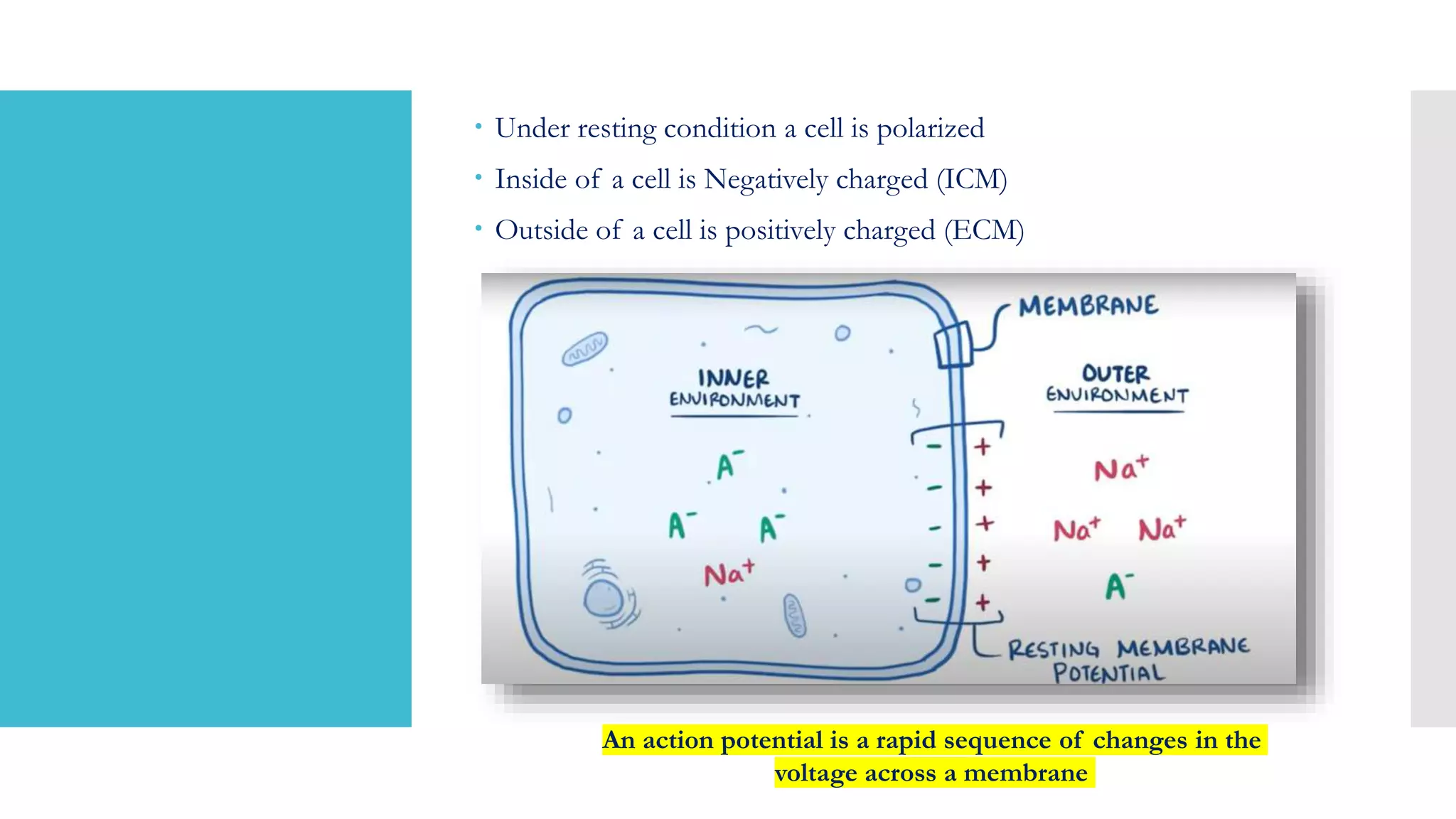 2. BIOPHYSICS – Membrane Potentials and Action Potential.pptx