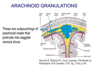 2.-Cerebrospinal-fluid.ppt