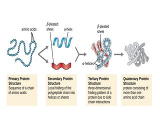 protein.pptx-Biochemistry | PPTX | Chemistry | Science