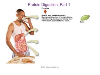 protein.pptx-Biochemistry | PPTX