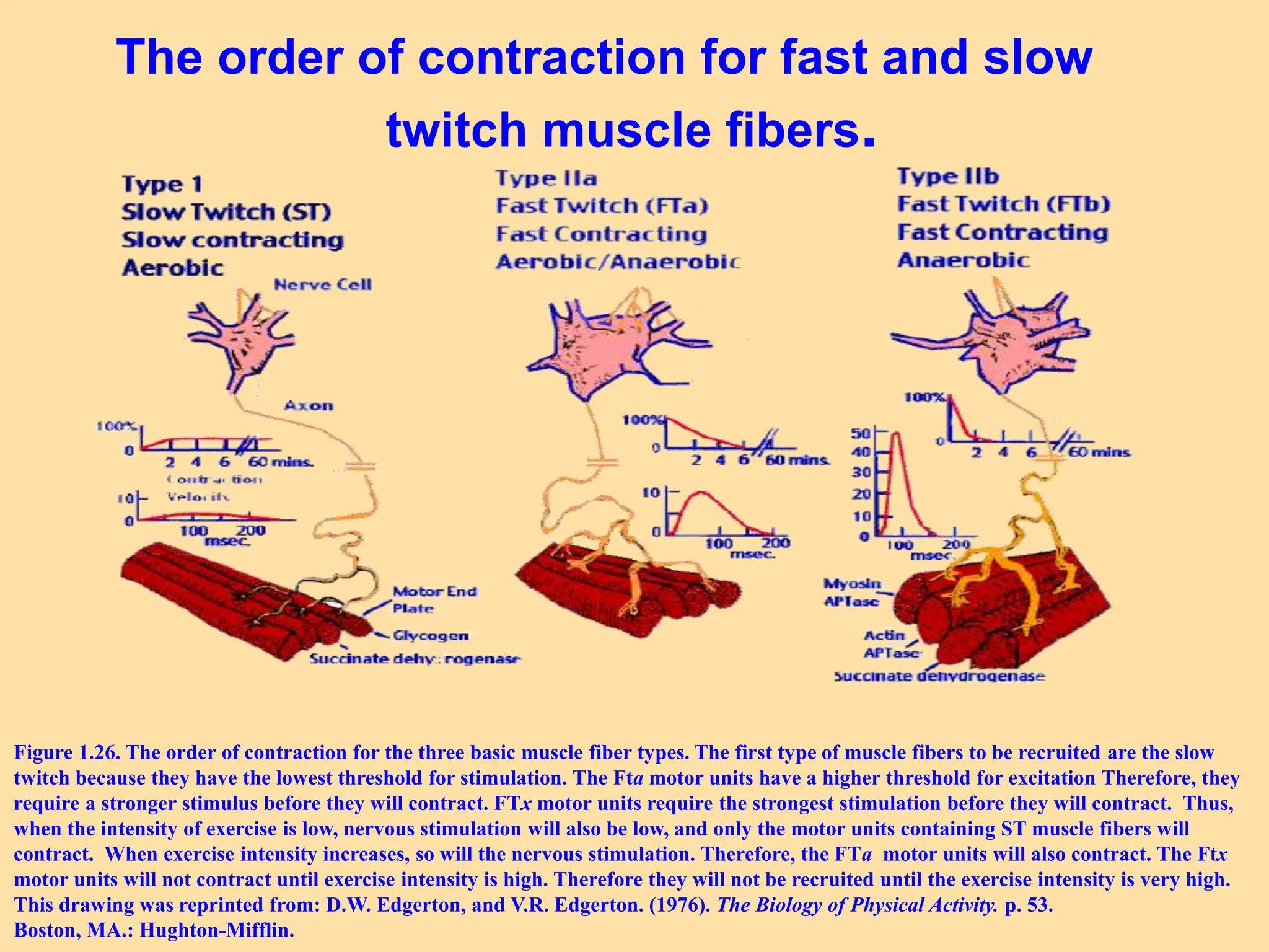 2. Muscle fibers.pptx