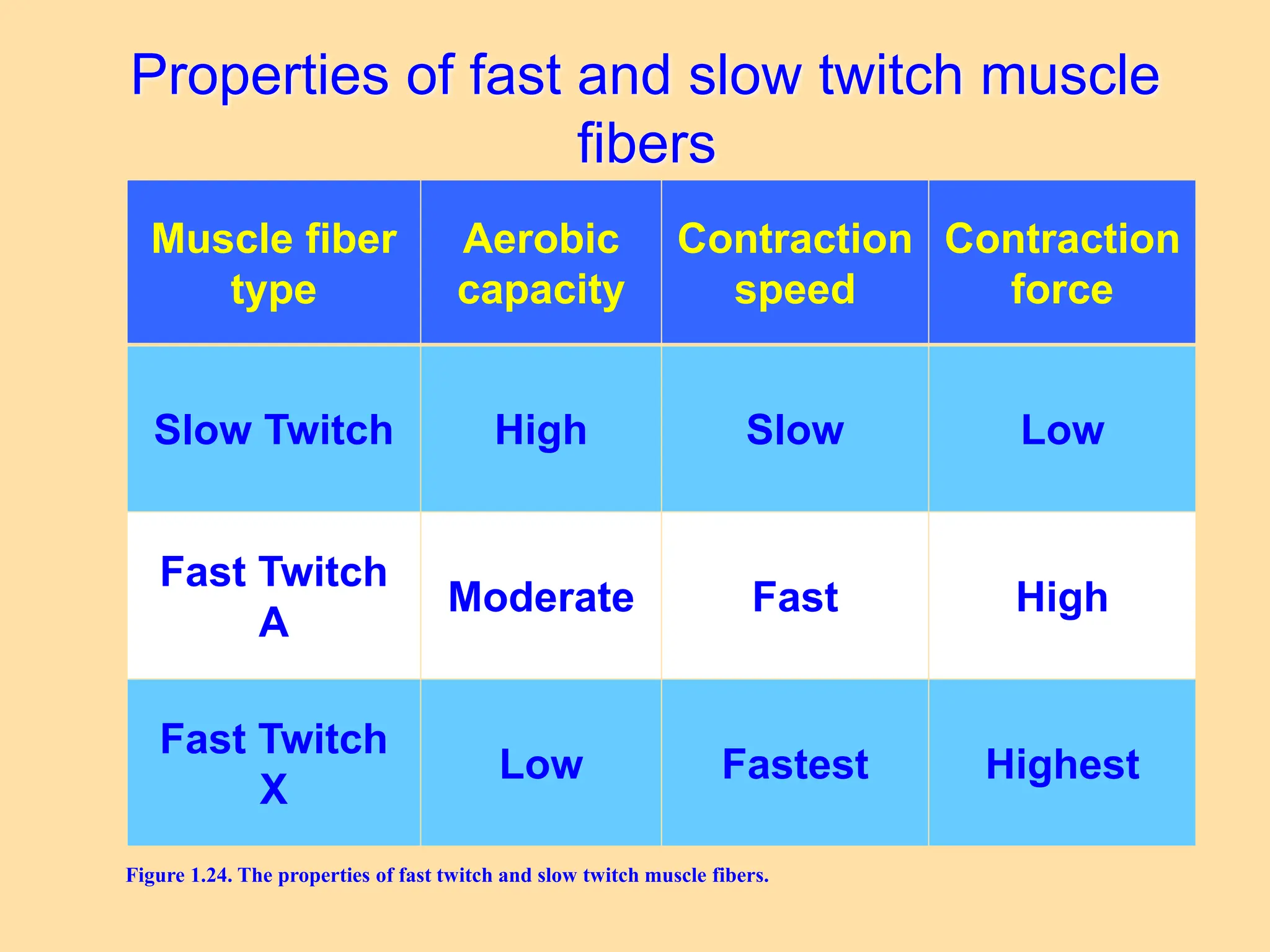2. Muscle fibers.pptx