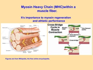 2. Muscle fibers.pptx