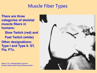 2. Muscle fibers.pptx