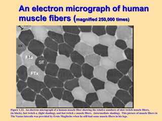 2. Muscle fibers.pptx