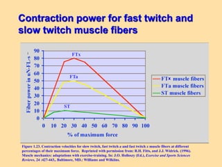 2. Muscle fibers.pptx