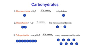 2. CARBOHYDRATES.pptx