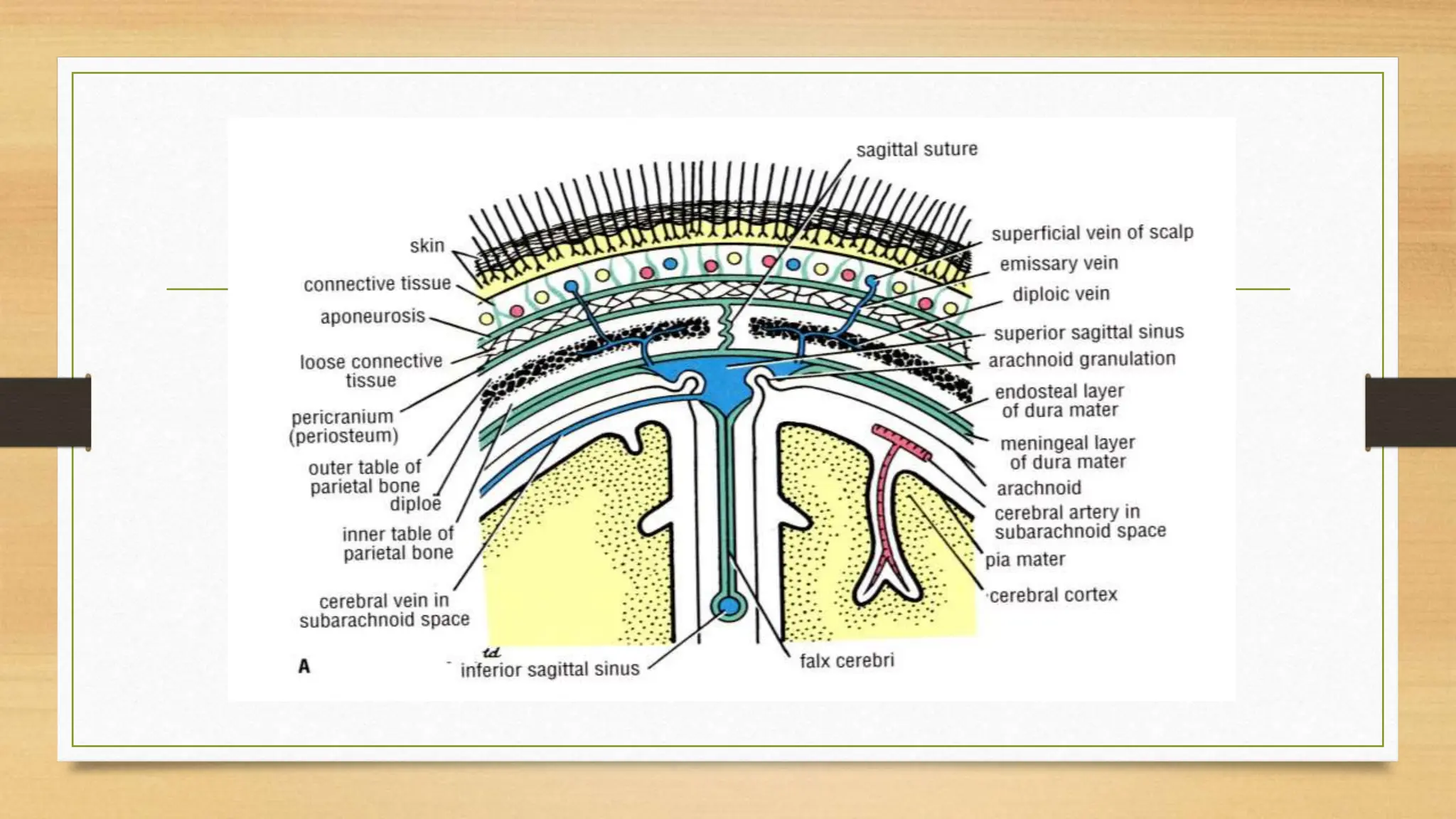 2. Clinical anatomy scalp.ppt