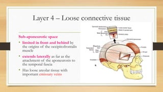 2. Clinical anatomy scalp.ppt